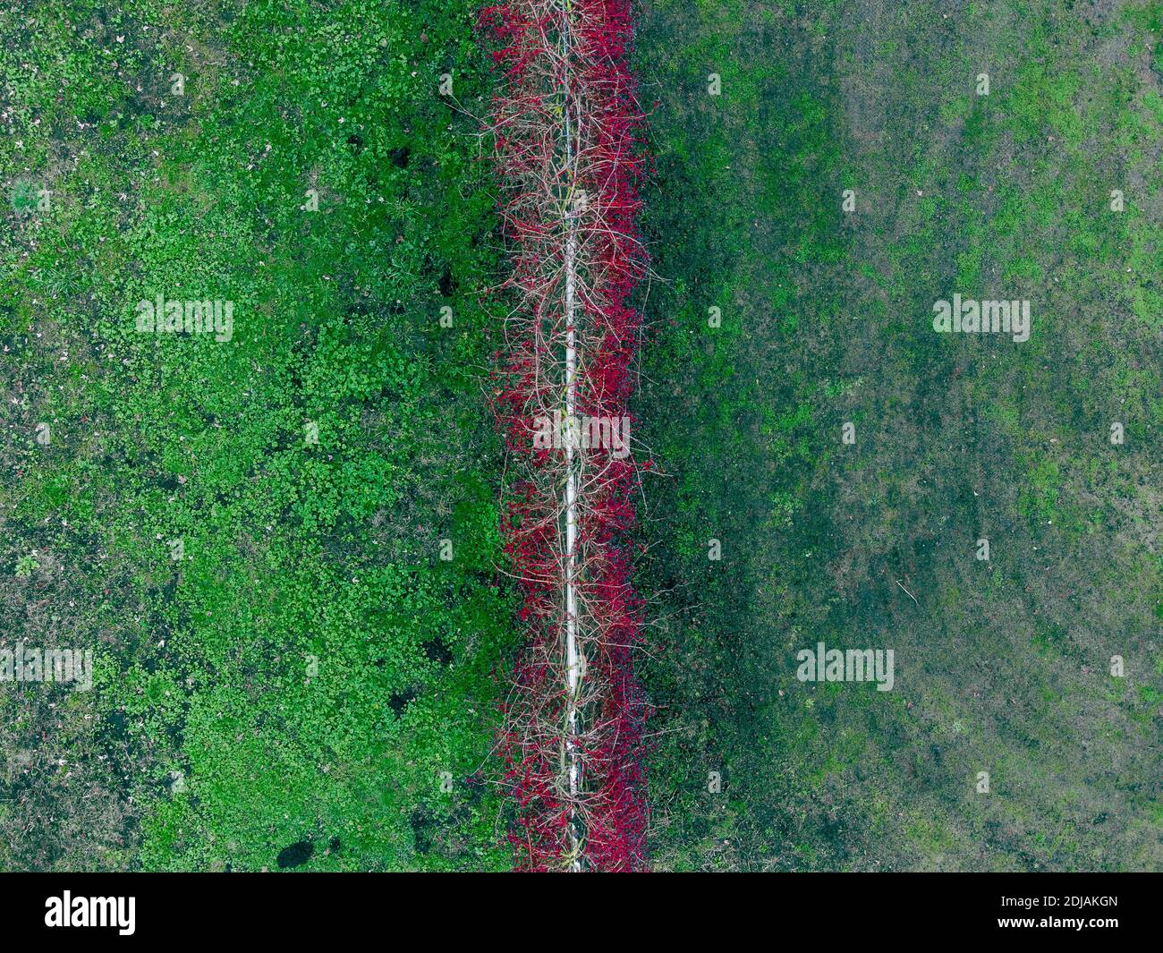 Top down aerial drone shot of overgrown high steel grid fence near ...
