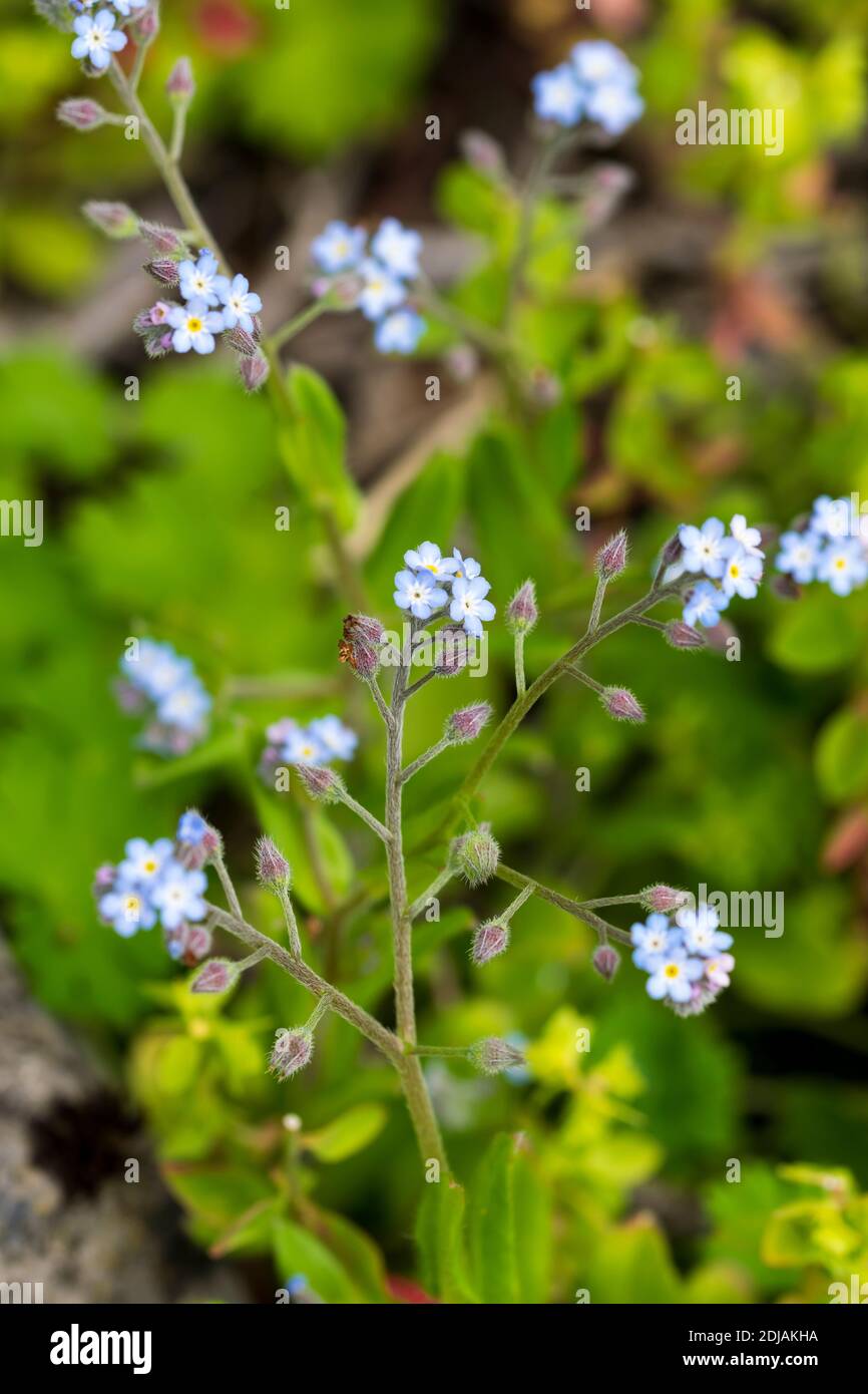 Field Forget me-not Myosotis arvensis Stock Photo - Alamy