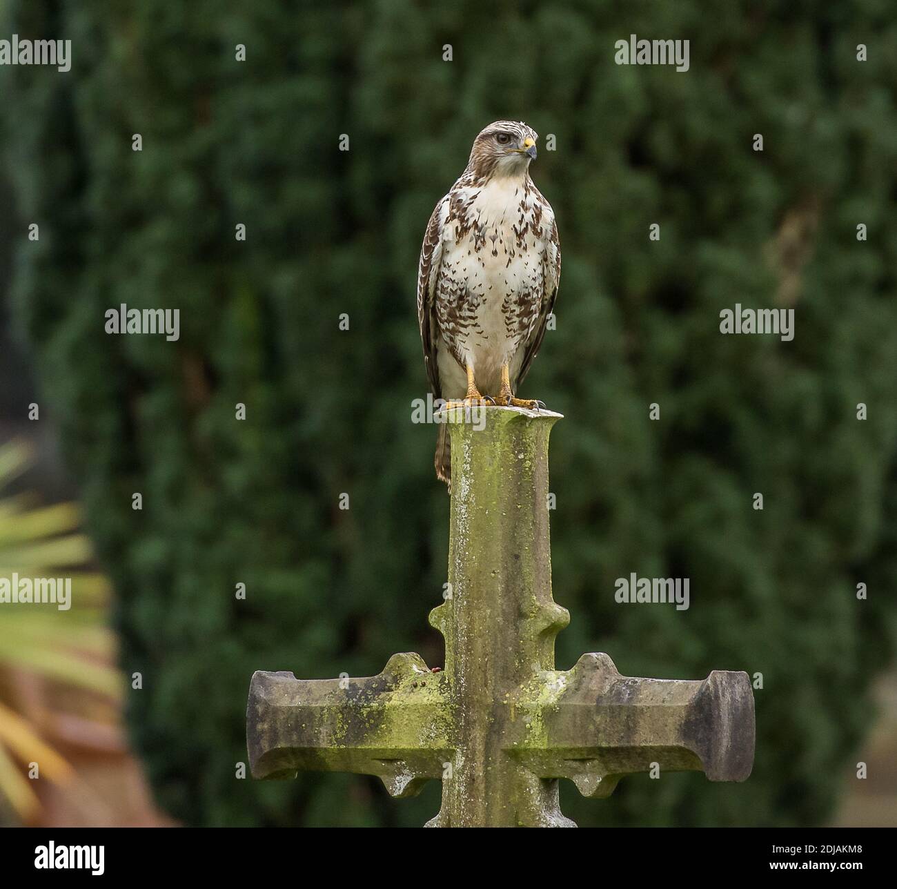 Juvenile male buzzard hi-res stock photography and images - Alamy