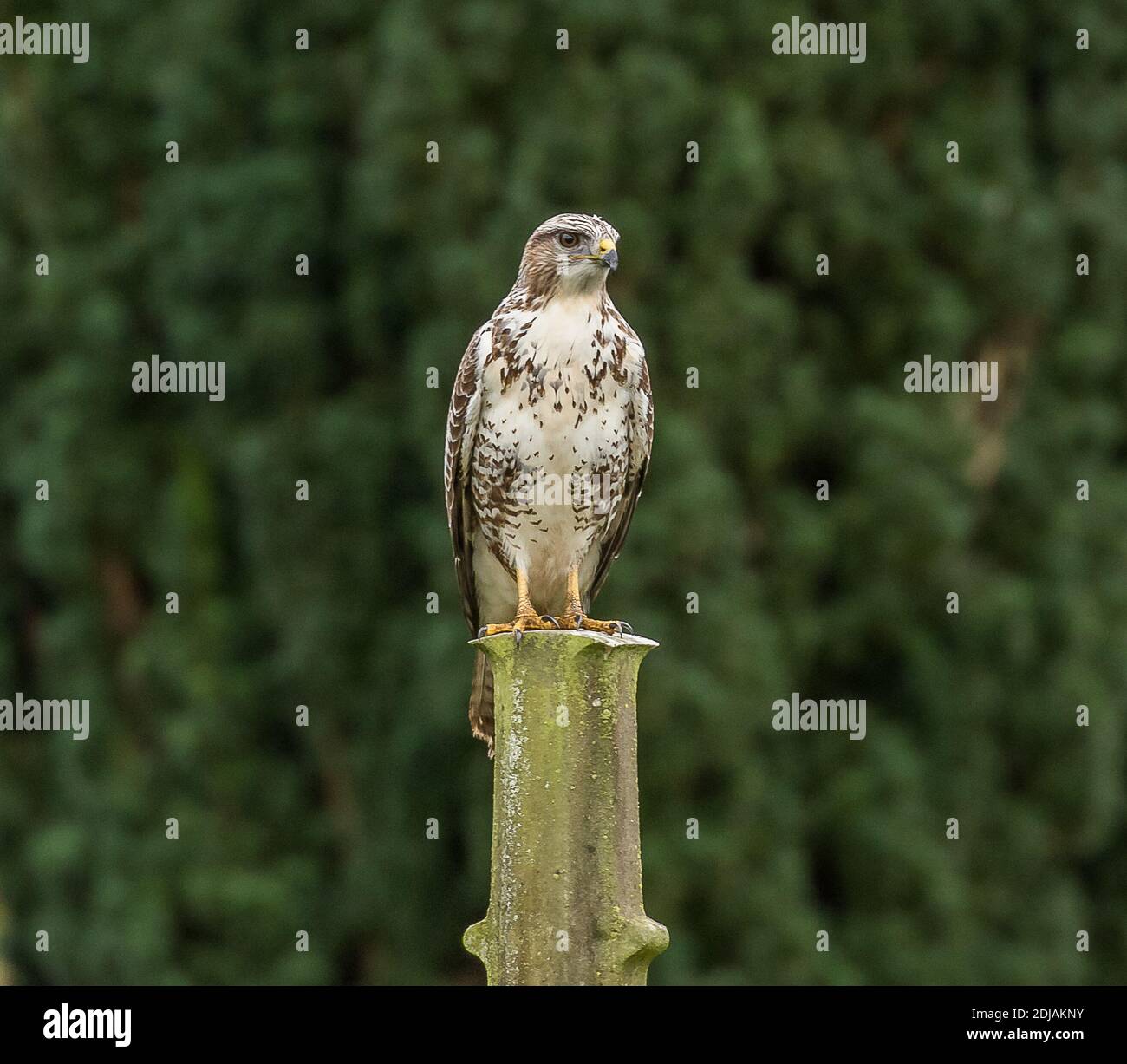 Juvenile male buzzard hi-res stock photography and images - Alamy