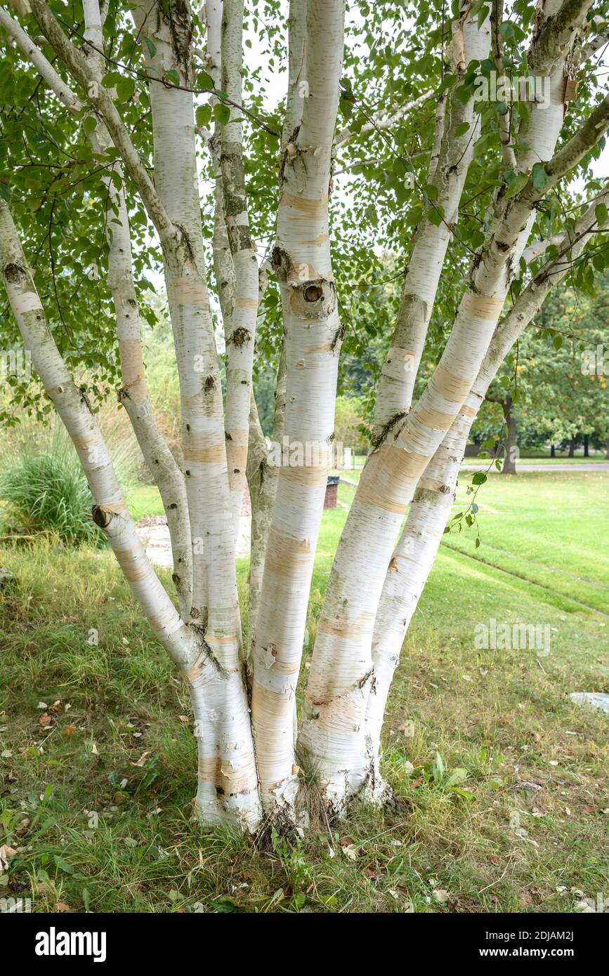Weißrindige Himalaya-Birke (Betula utilis 'Doorenbos' Stock Photo - Alamy