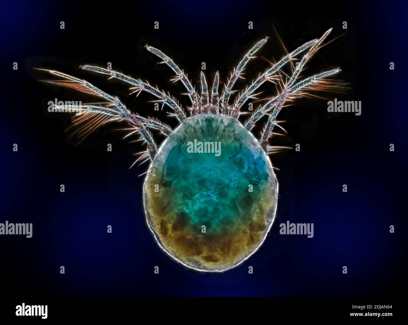 Water mite, Hydracarina, Hydrachnidia or Hydrachnellae Stock Photo - Alamy