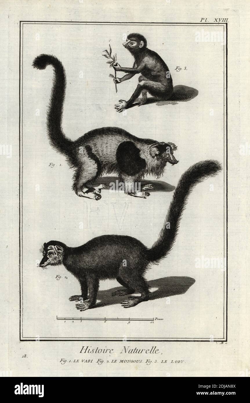 Slender loris hi-res stock photography and images - Alamy