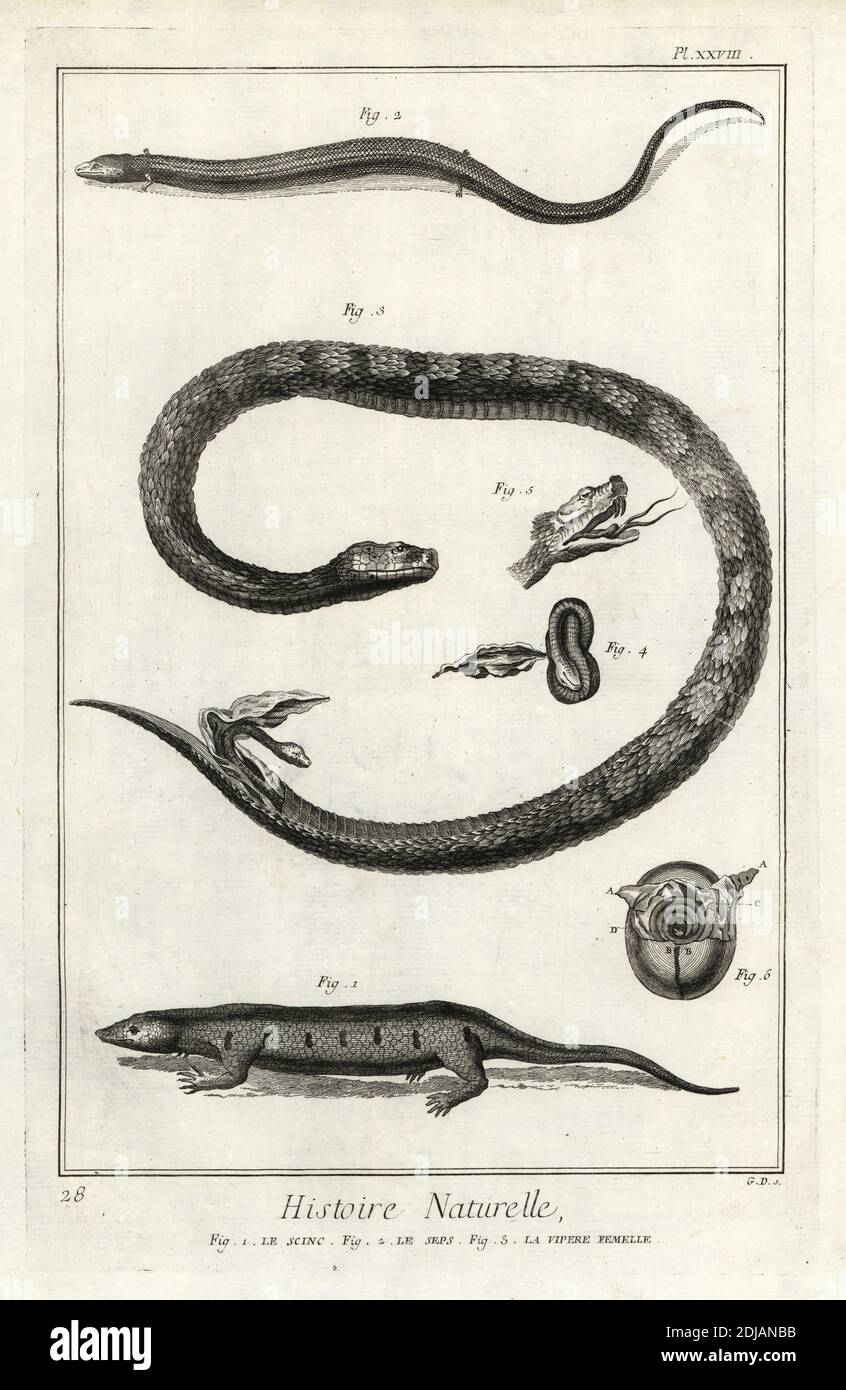 La vipere femelle hi-res stock photography and images - Alamy