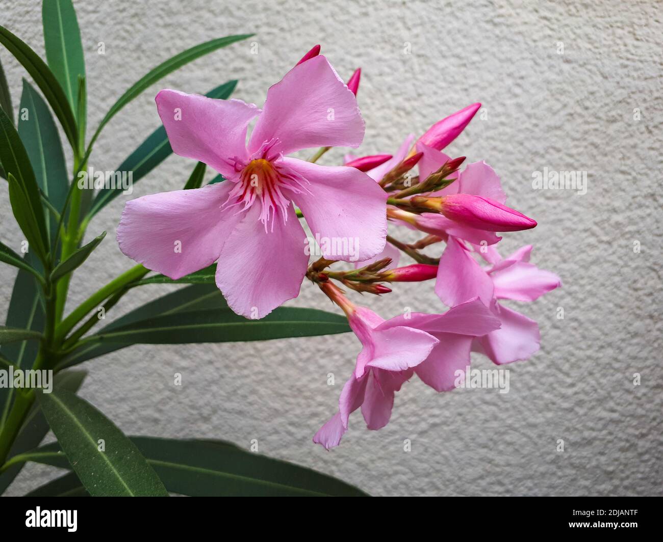 Common oleander hi-res stock photography and images - Alamy