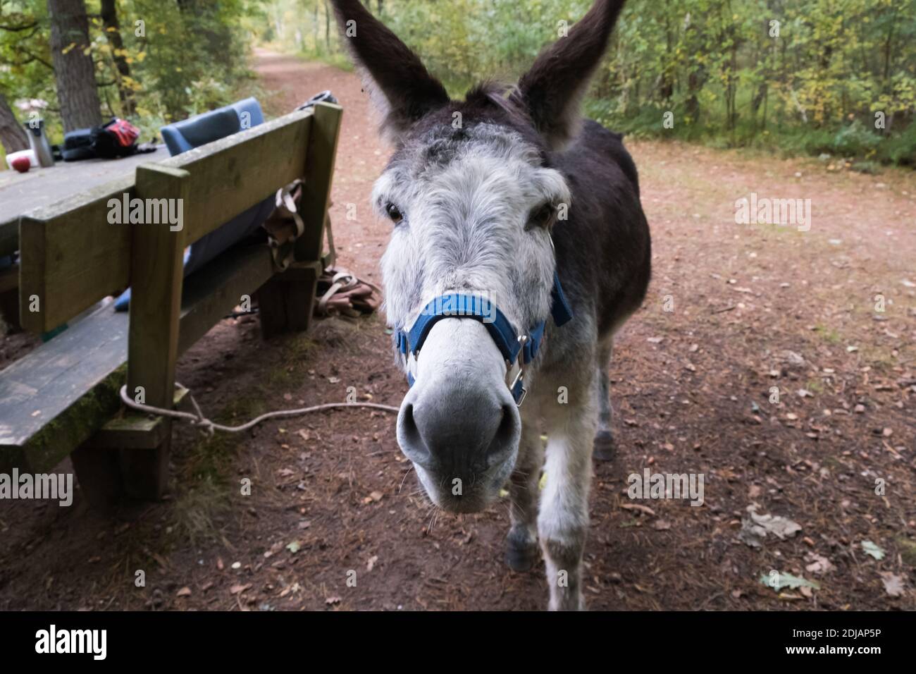 Lunch break while hiking with a donkey through German forest Stock ...