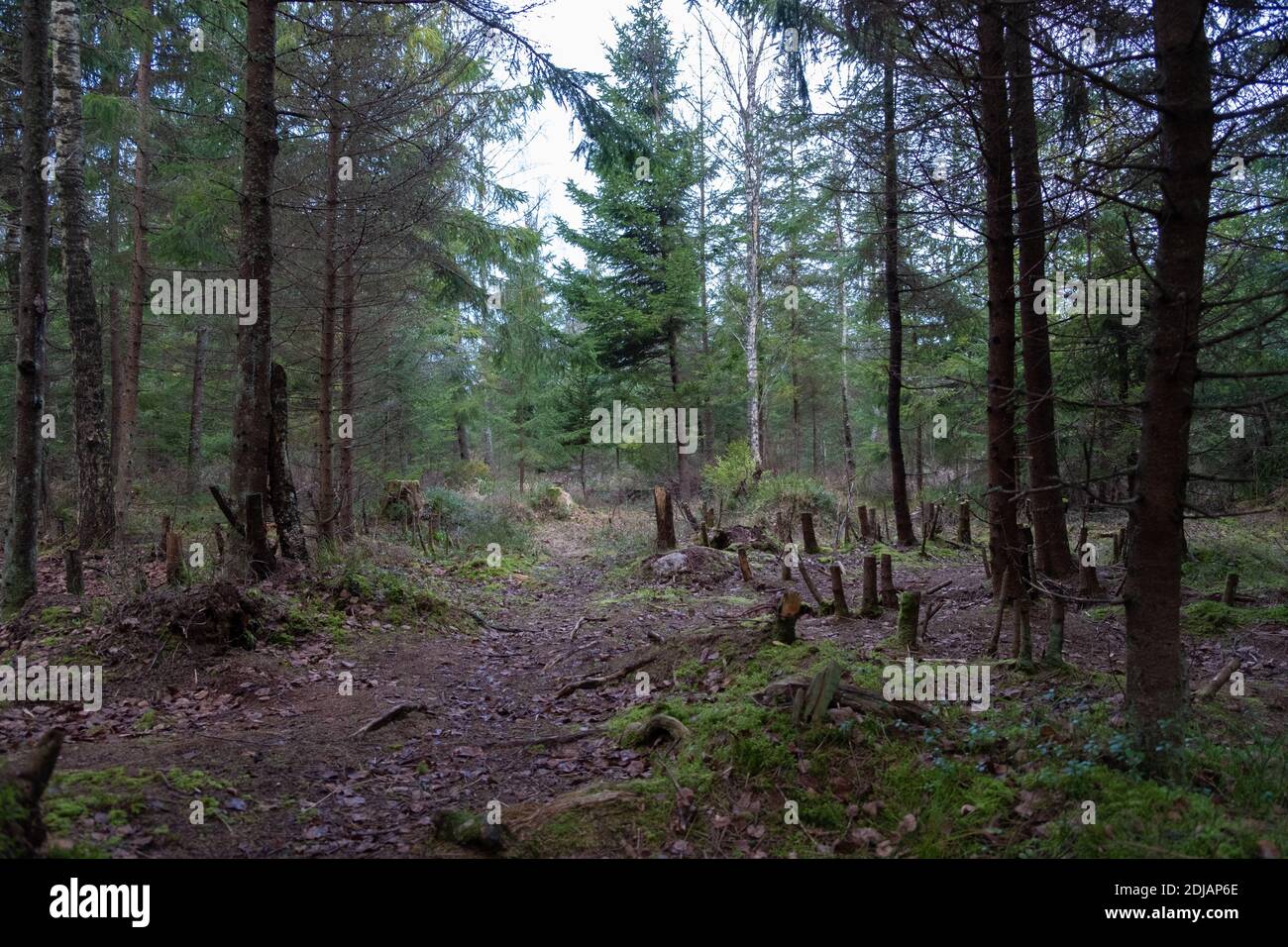 Tree stumps of cut down trees in woods during cold autumn. Forest ...