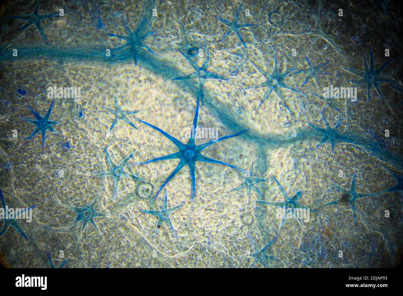 Stellate leaf hairs hi-res stock photography and images - Alamy