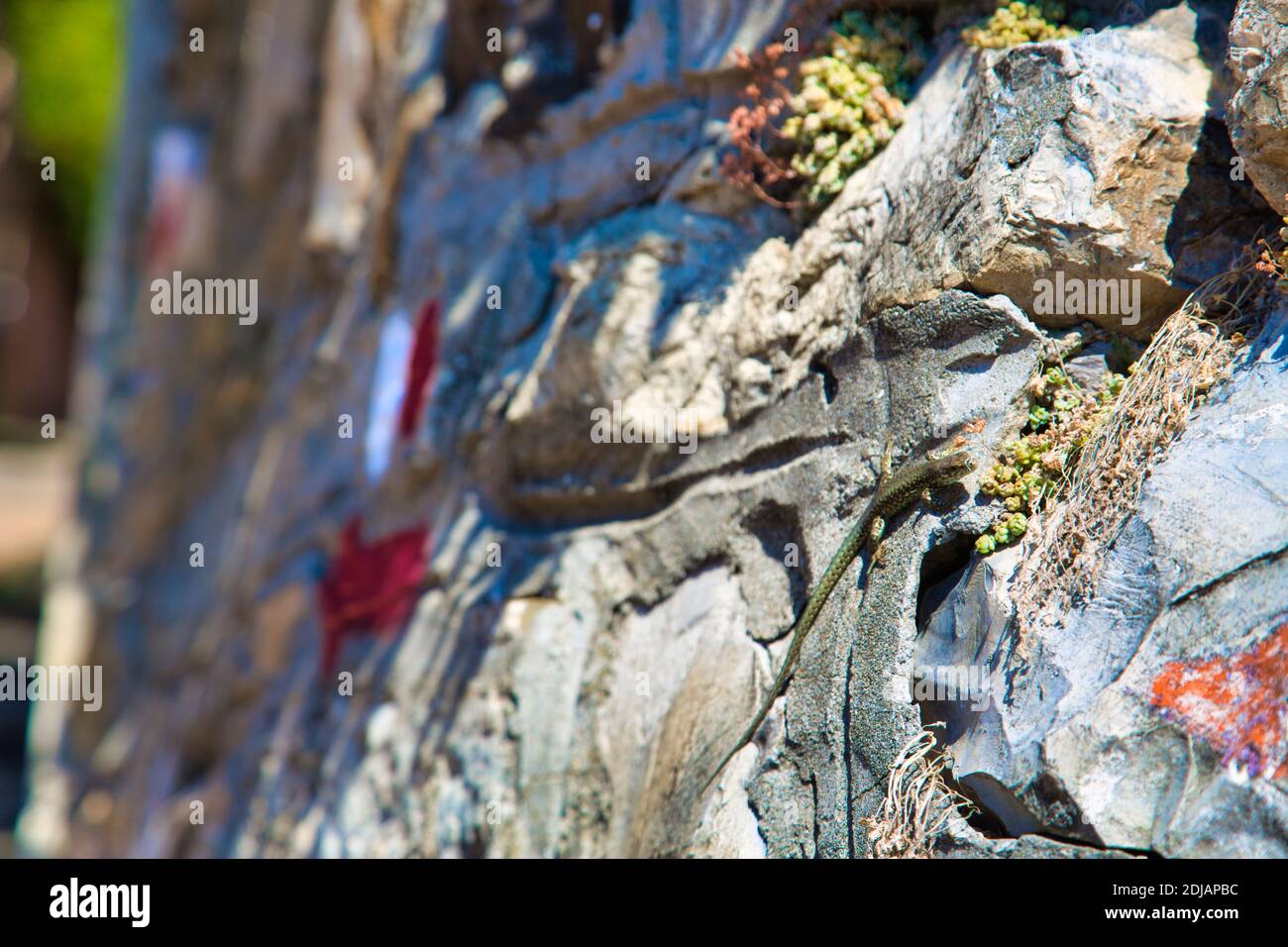 Baby common wall lizard hi-res stock photography and images - Alamy