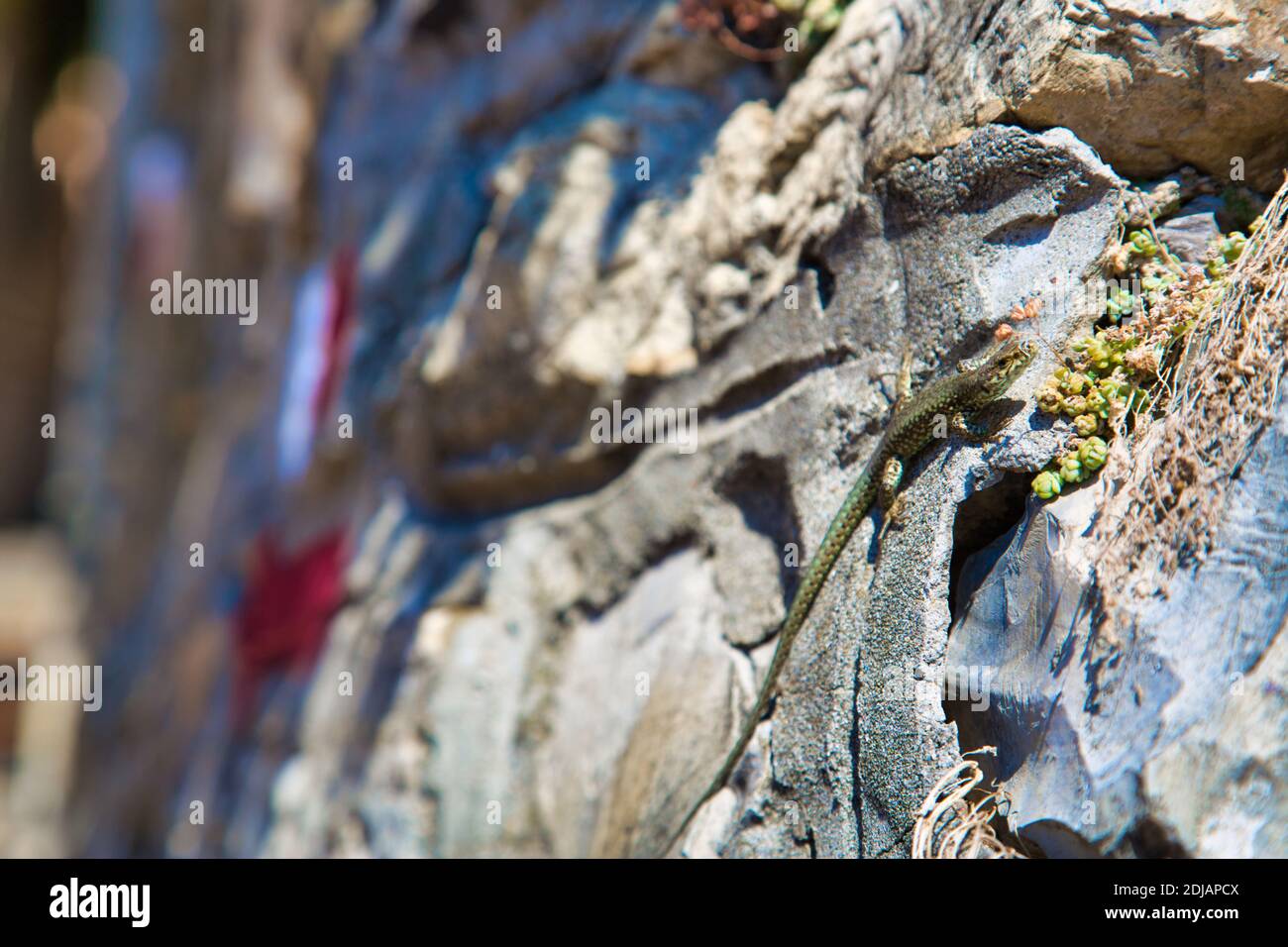 Baby common wall lizard hi-res stock photography and images - Alamy