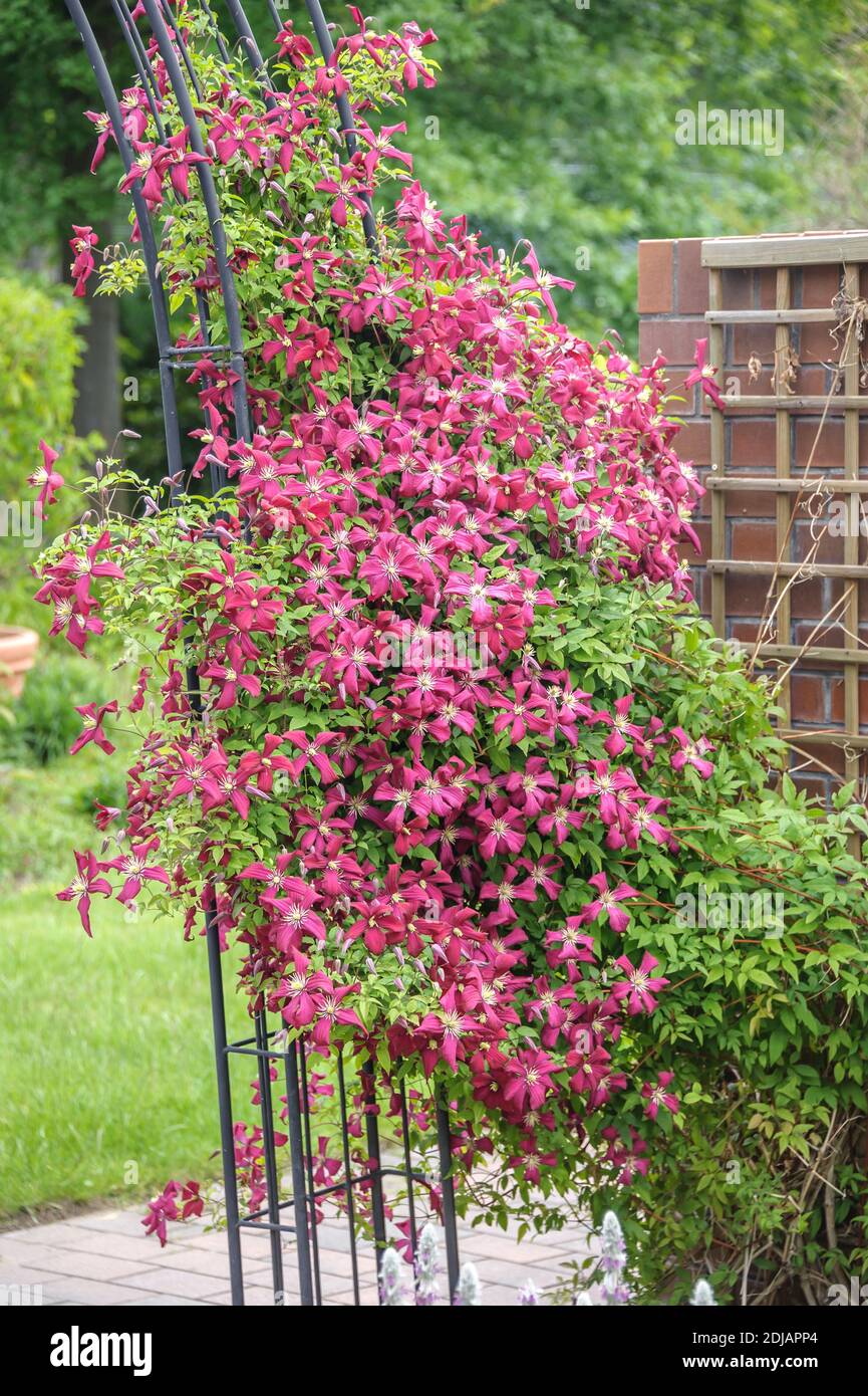 Madame julia correvon clematis hi-res stock photography and images - Alamy