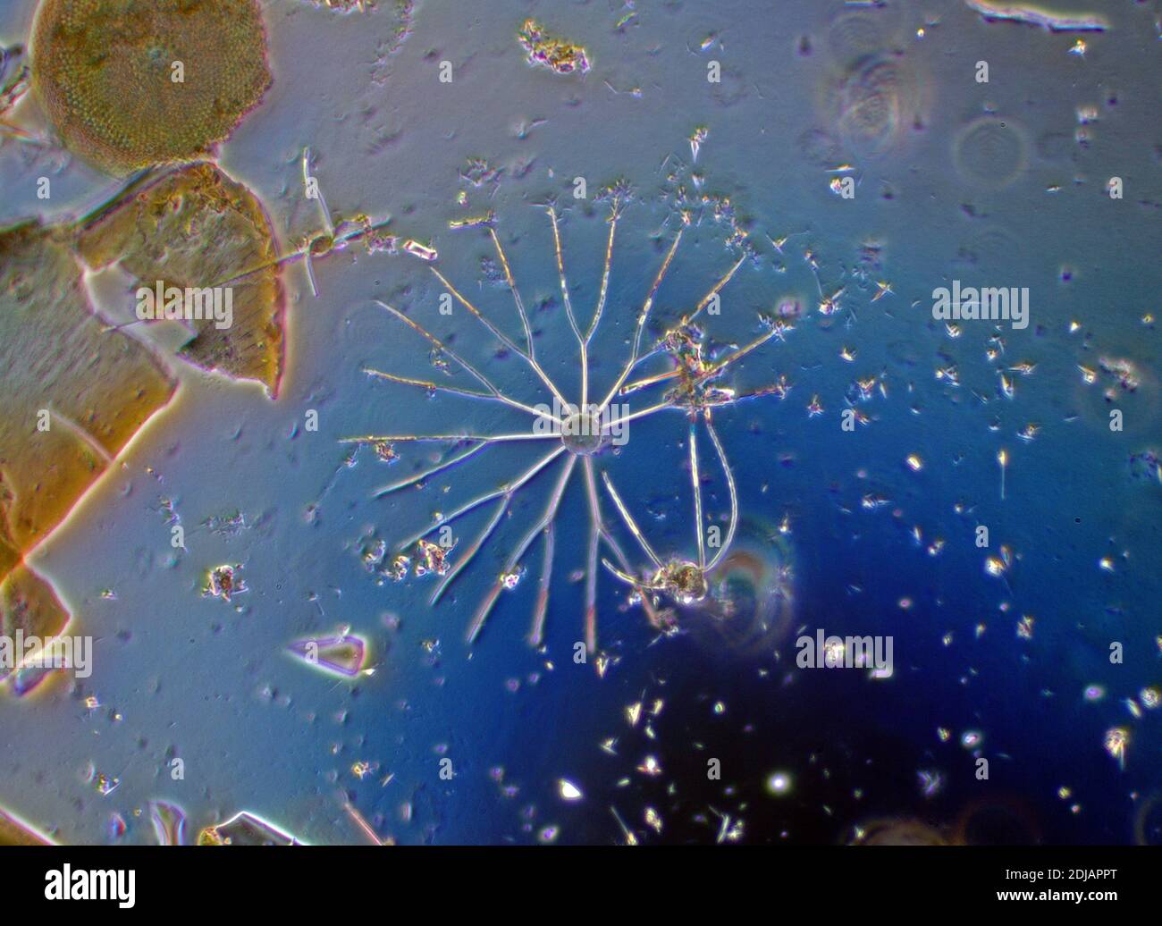 Bacteriastrum diatom, Hong Kong, China Stock Photo - Alamy