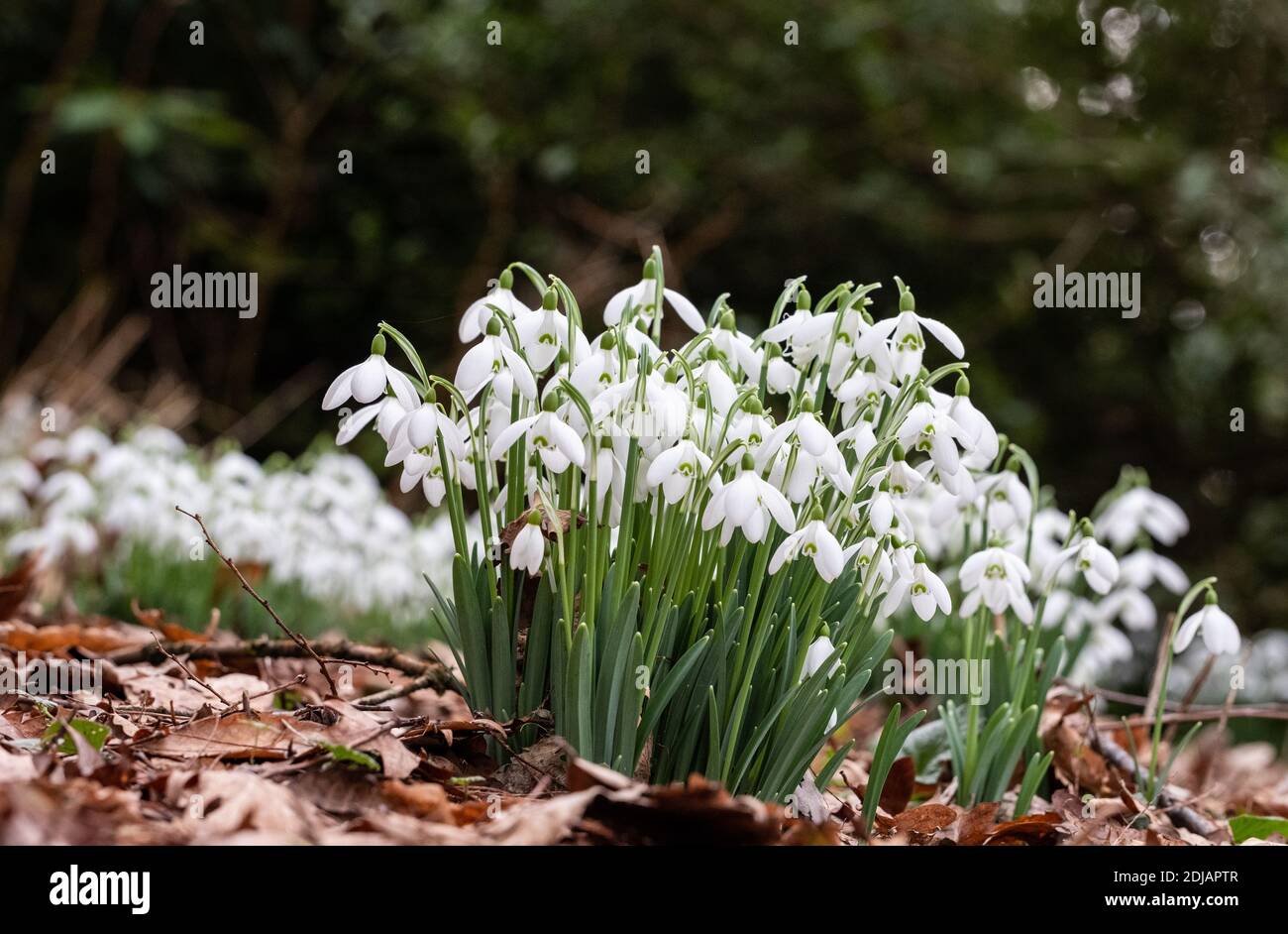 Early closeup image of English snowdrops in the Cottisford Churchyard ...