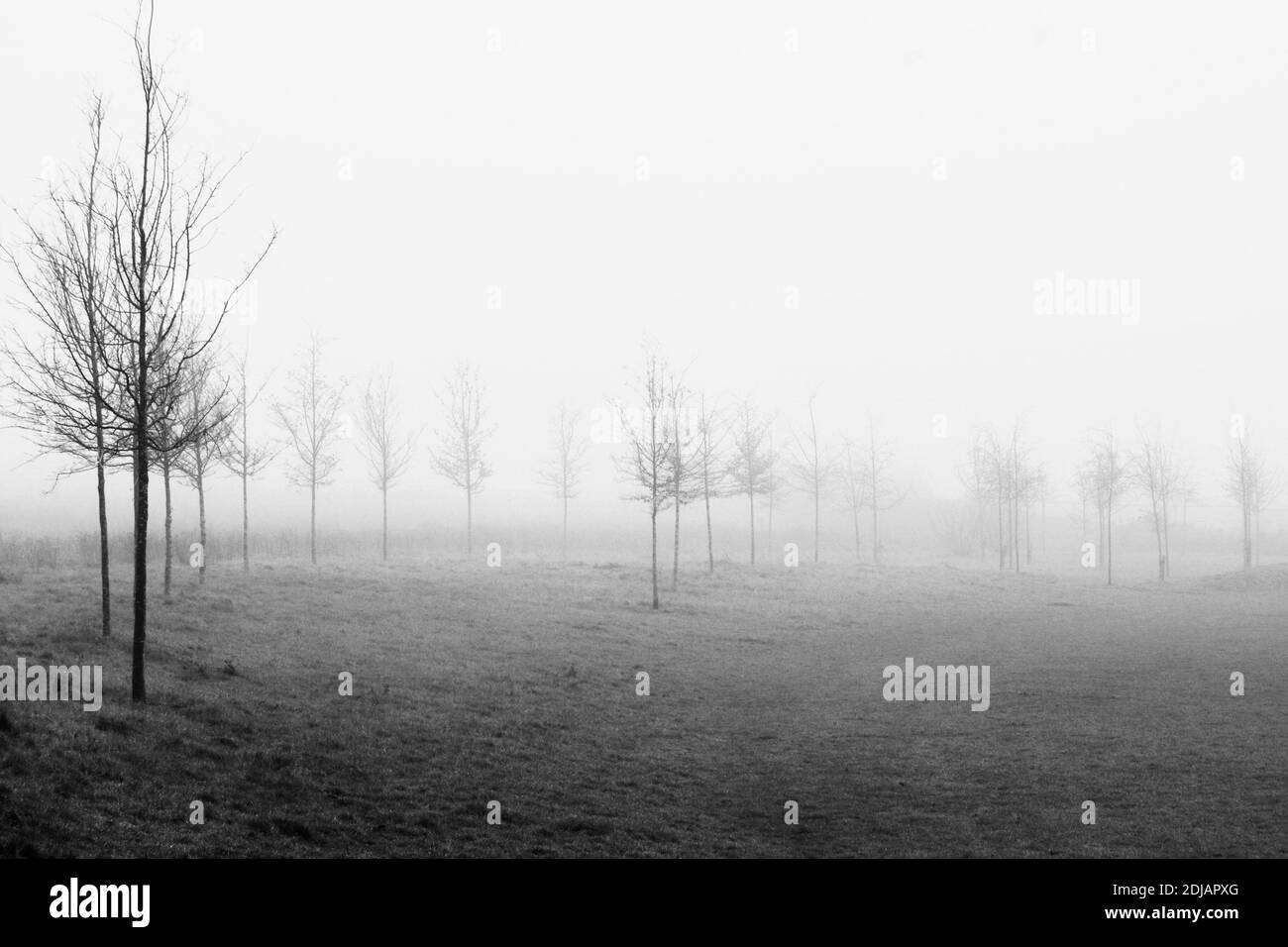 Trees in Winter mist black & white Stock Photo - Alamy