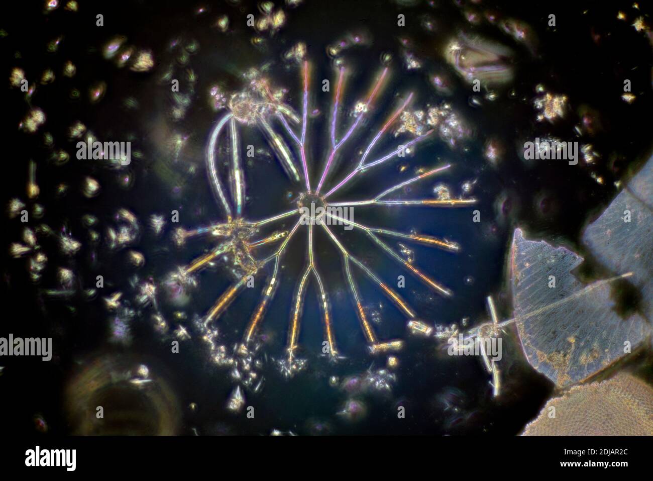 Bacteriastrum diatom, Hong Kong, China Stock Photo - Alamy