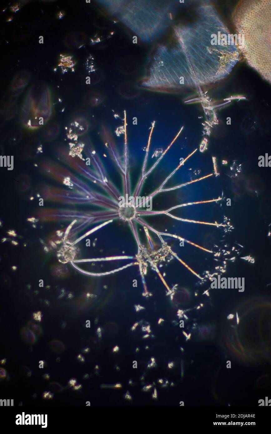 Phytoplankton biodiversity microscope hi-res stock photography and ...