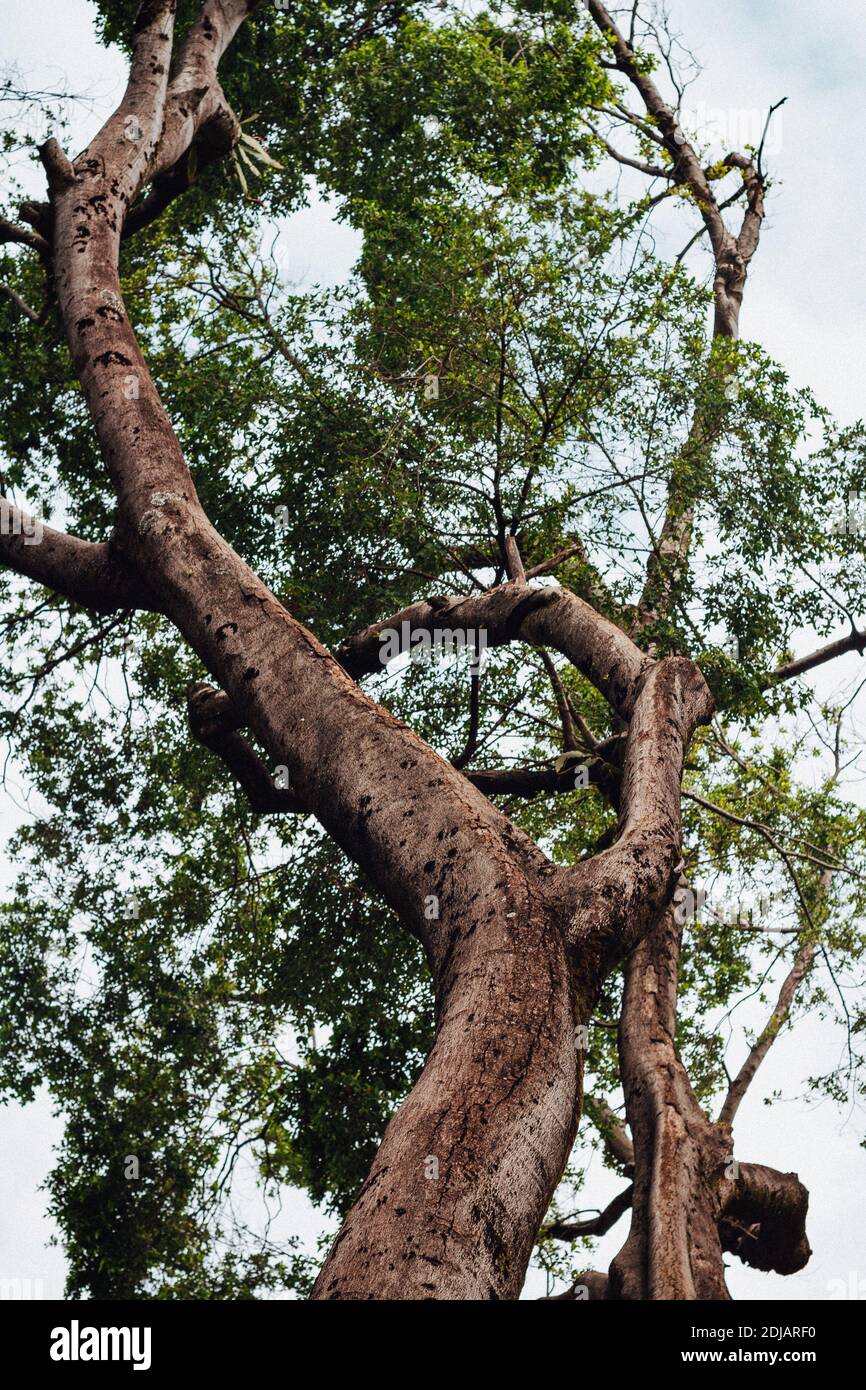 Tree trunk seen from below Stock Photo - Alamy