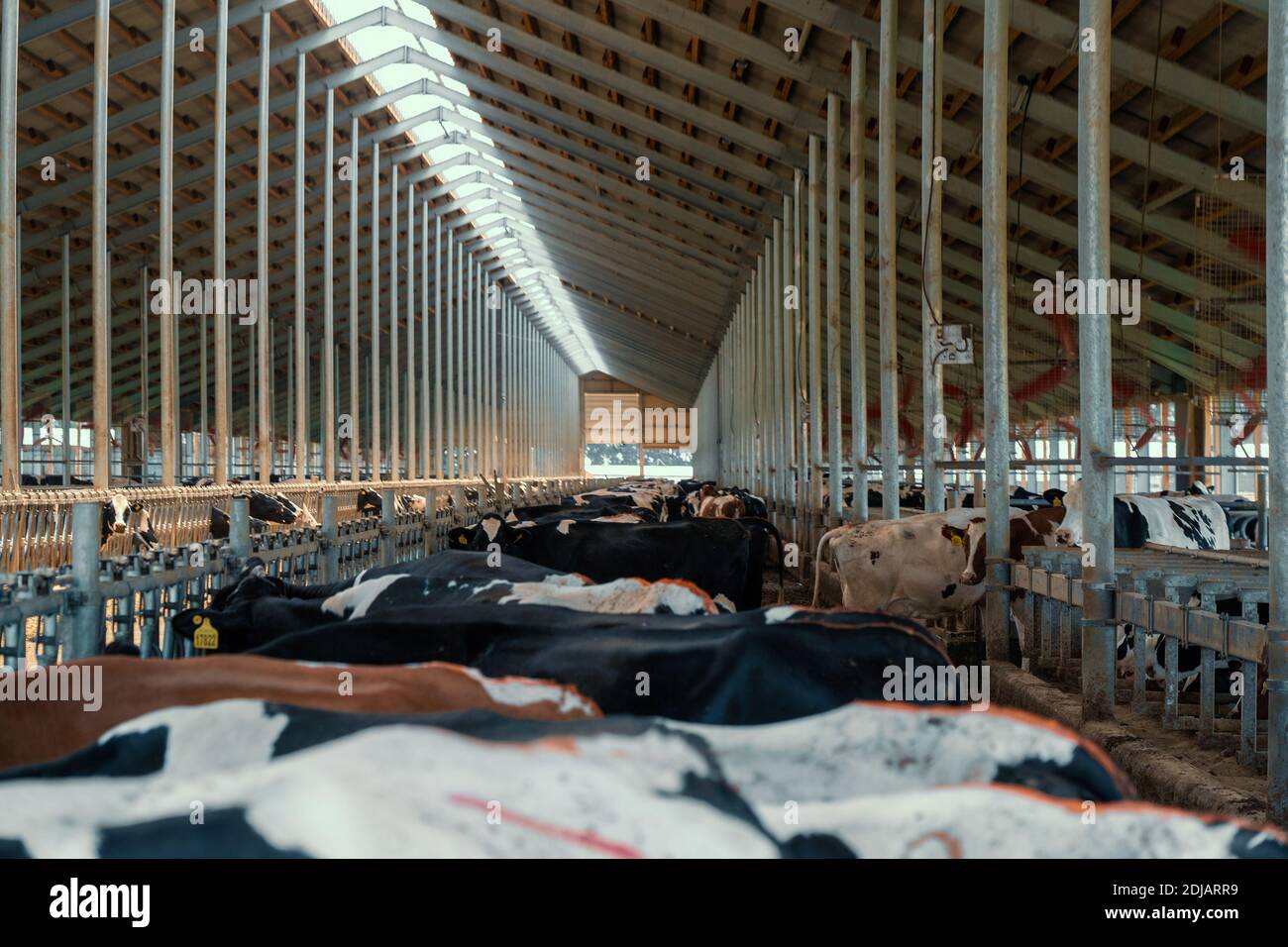 Livestock in barn hi-res stock photography and images - Alamy