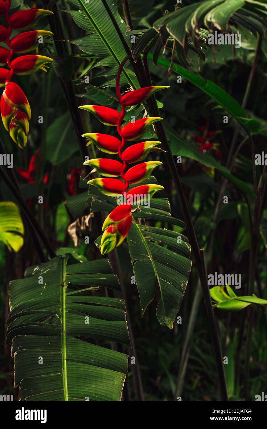 Exotic flower in blossom hi-res stock photography and images - Alamy