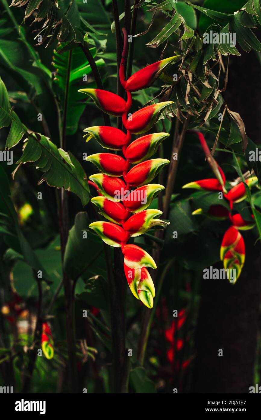 Exotic flower in blossom hi-res stock photography and images - Alamy