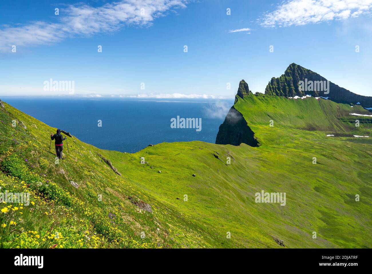 A girl walking through flowering meadows over Hornbjarg cliffs ...