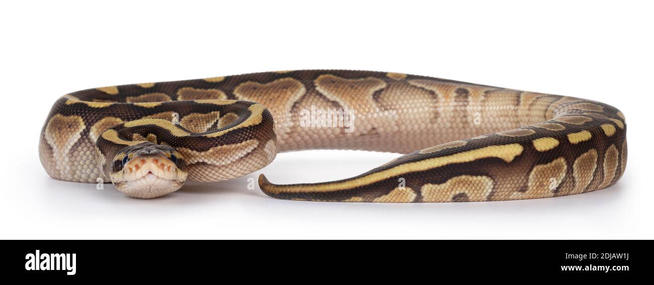 Butter Bee Ball Python