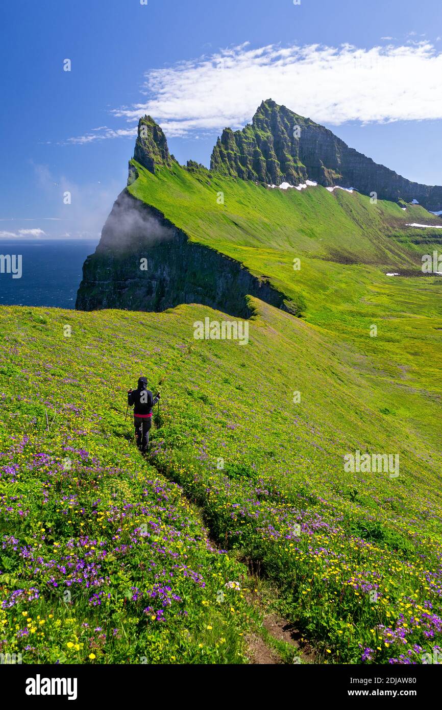 A girl walking through flowering meadows over Hornbjarg cliffs ...