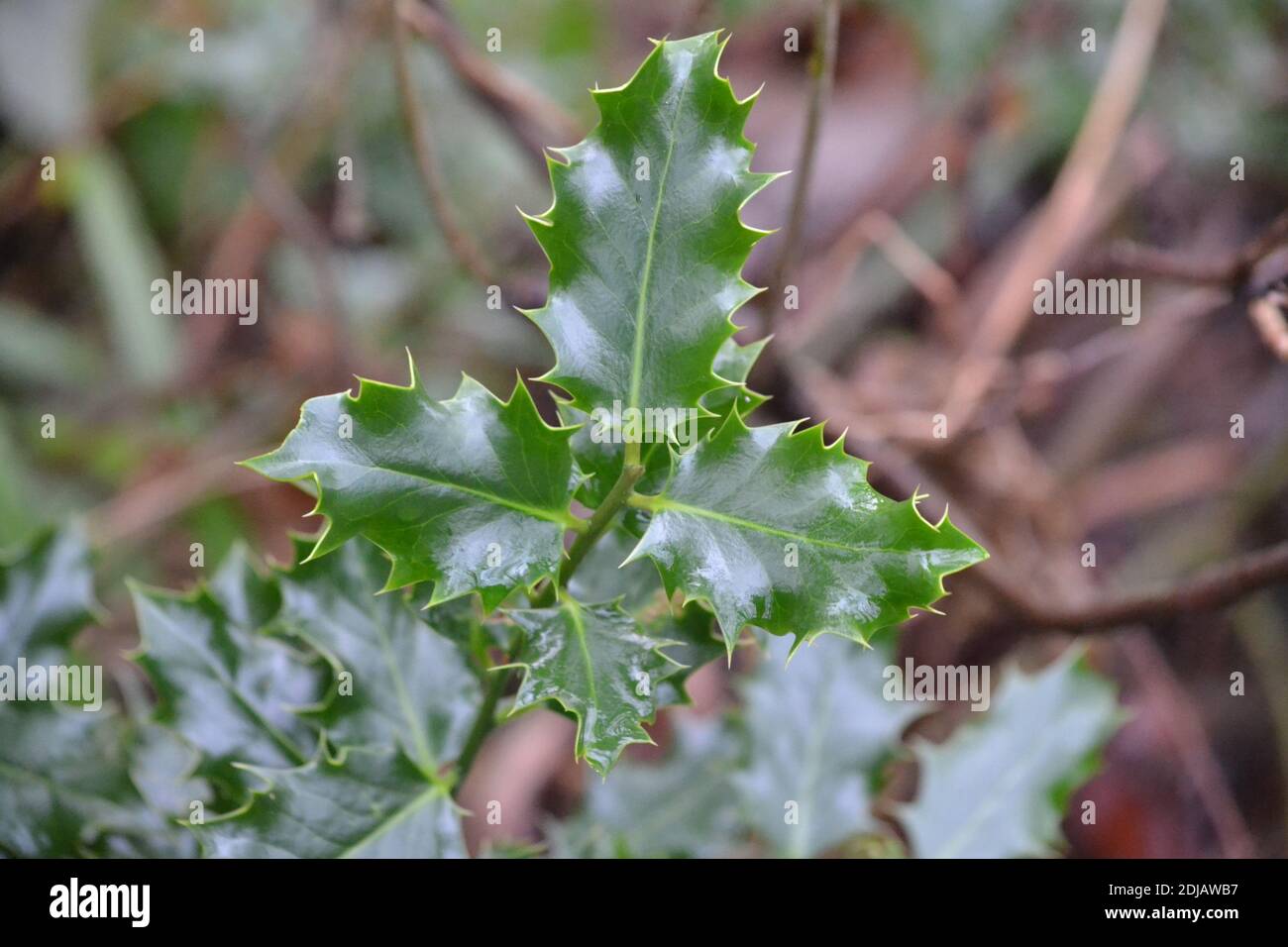 Sharp leaves hi-res stock photography and images - Alamy