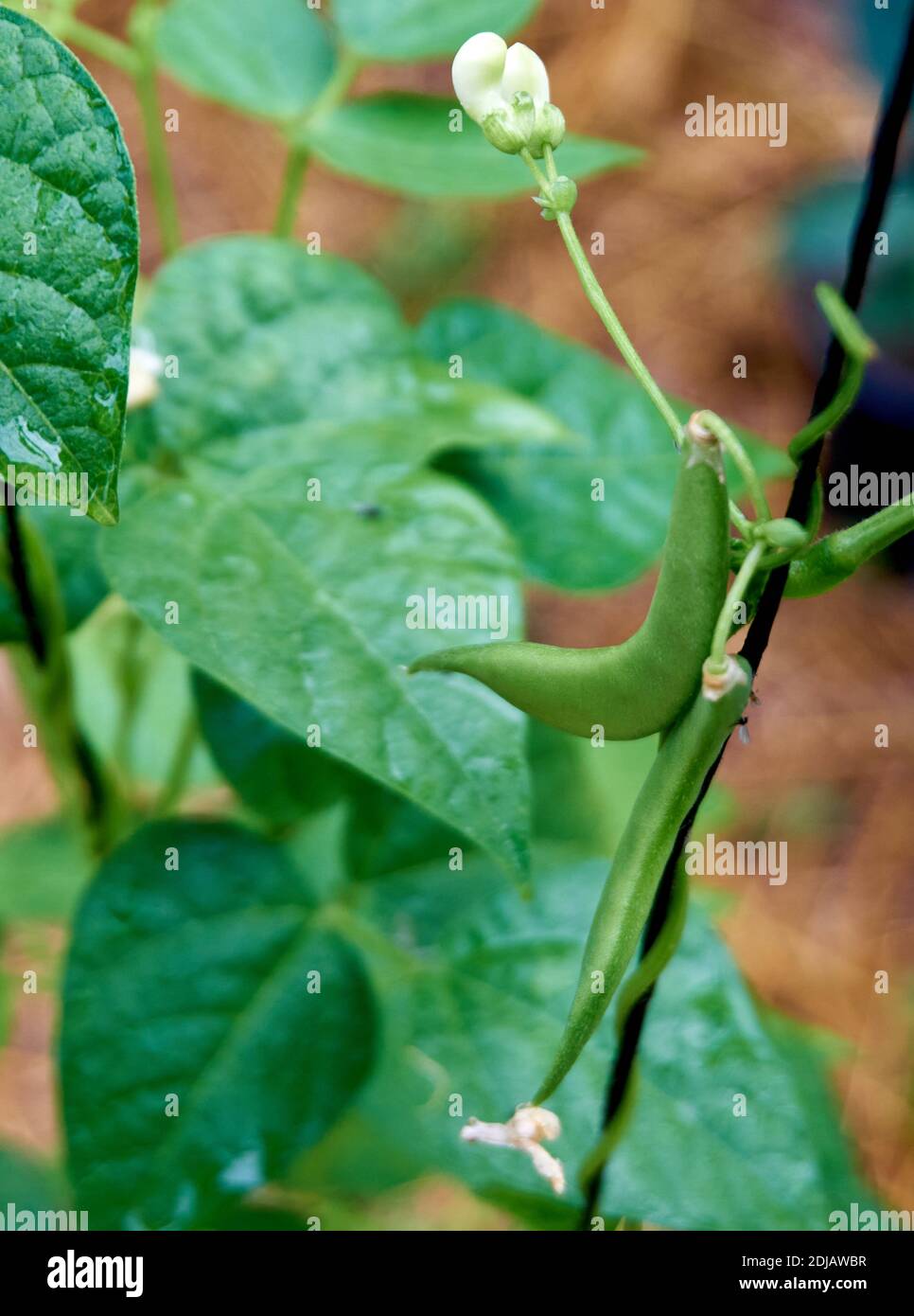 Green bean plant in near plan Stock Photo - Alamy