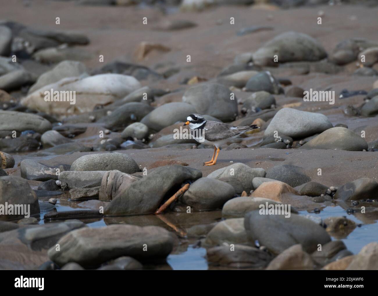 Gower birds hi-res stock photography and images - Alamy