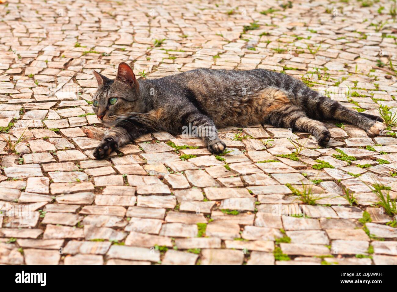 Stray cat lying in hi-res stock photography and images - Alamy