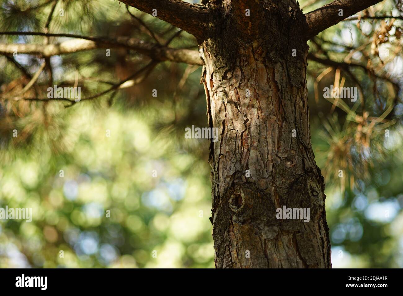 Pine tree closeup trunk with magic sun light Stock Photo - Alamy