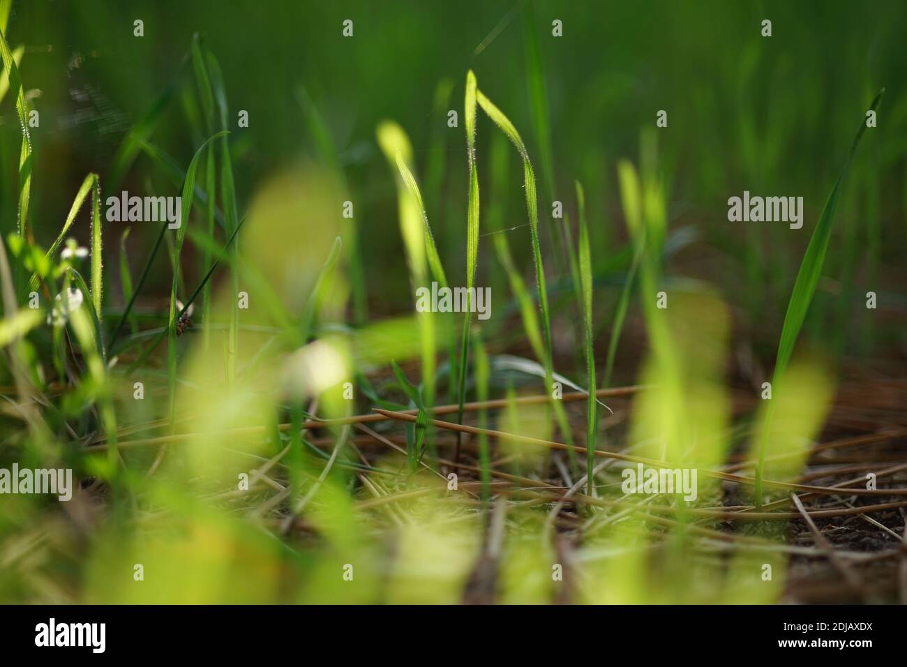 Thin green grasses grow in sun light Stock Photo - Alamy