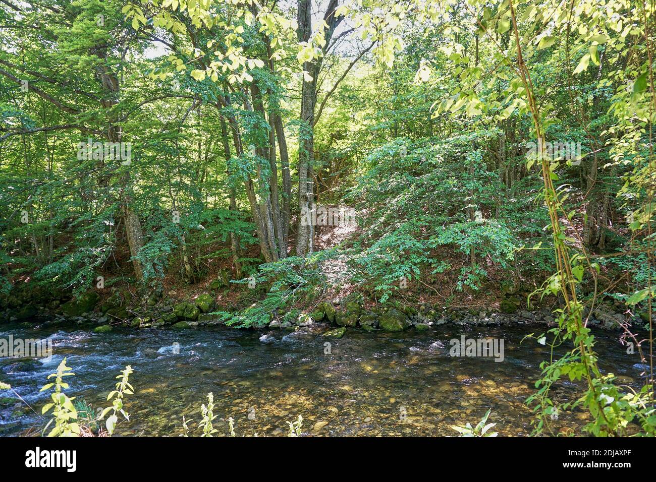 River flowing through the forest Stock Photo - Alamy