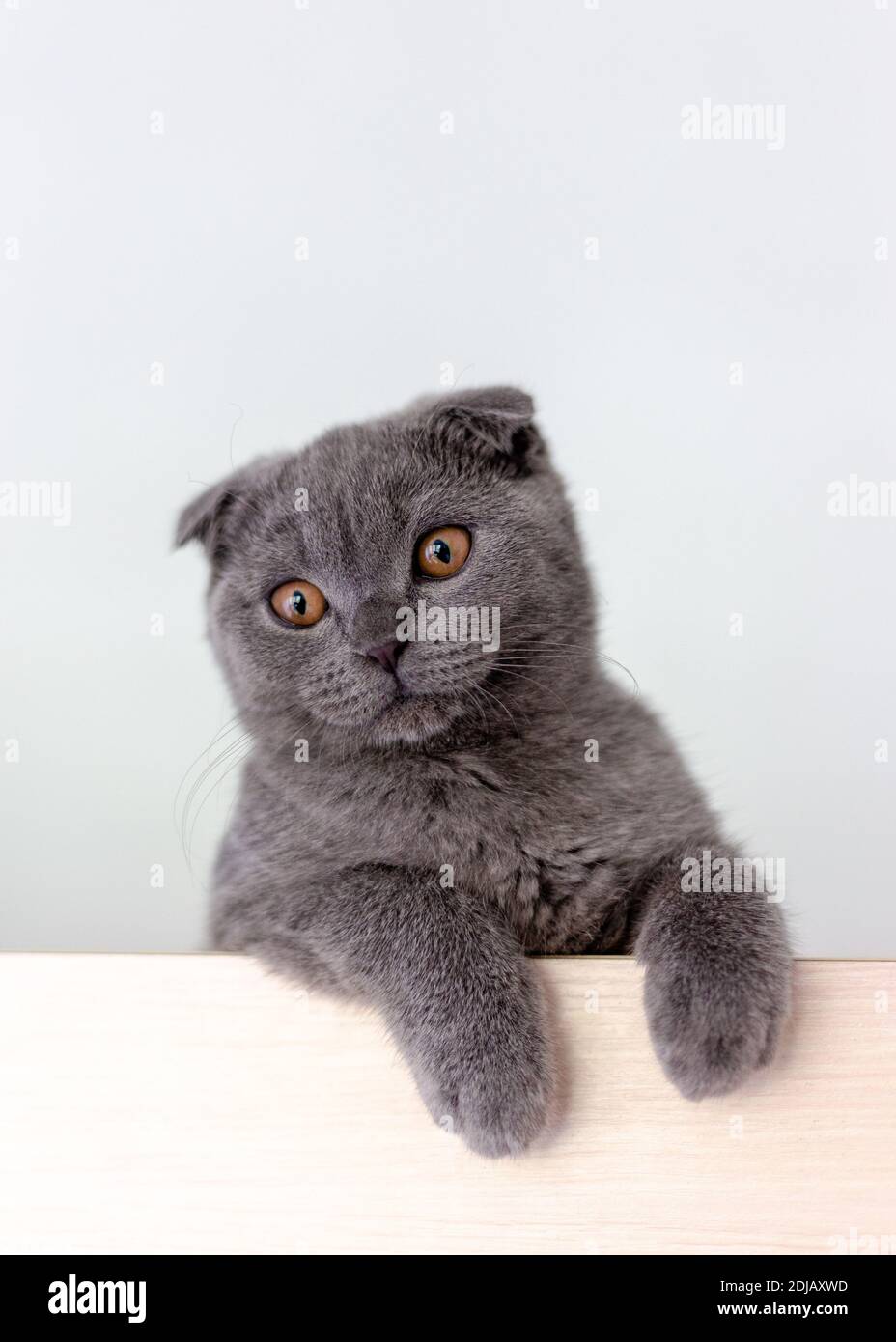 Scottish fold gray cat with fluffy paws Stock Photo - Alamy