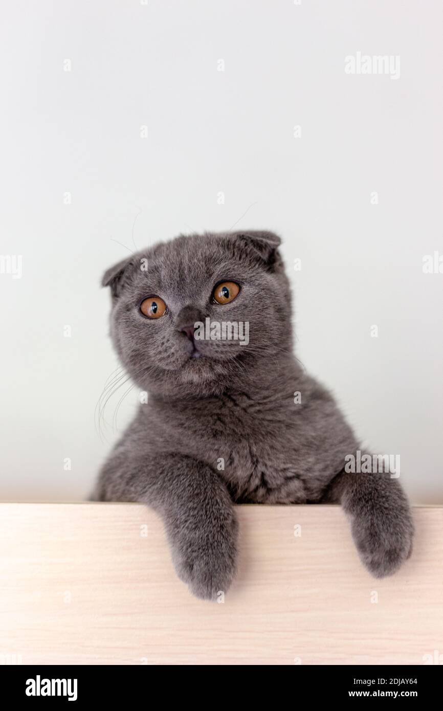 Scottish fold gray cat with fluffy paws Stock Photo - Alamy