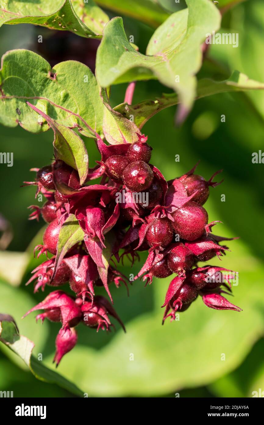 Himalayan Honeysuckle shrub Leycesteria formosa showing winter berries ...