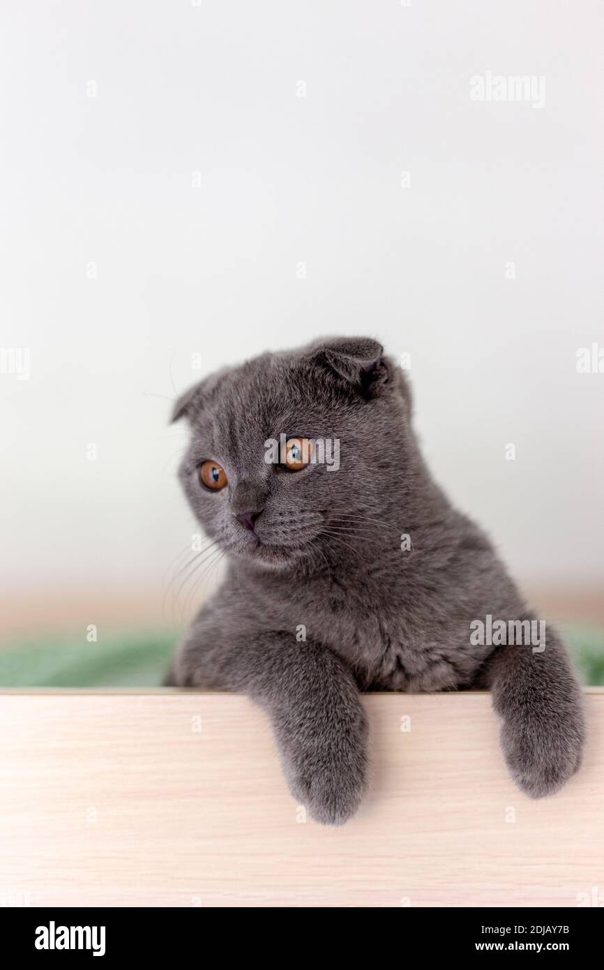 Scottish fold gray cat with fluffy paws Stock Photo - Alamy