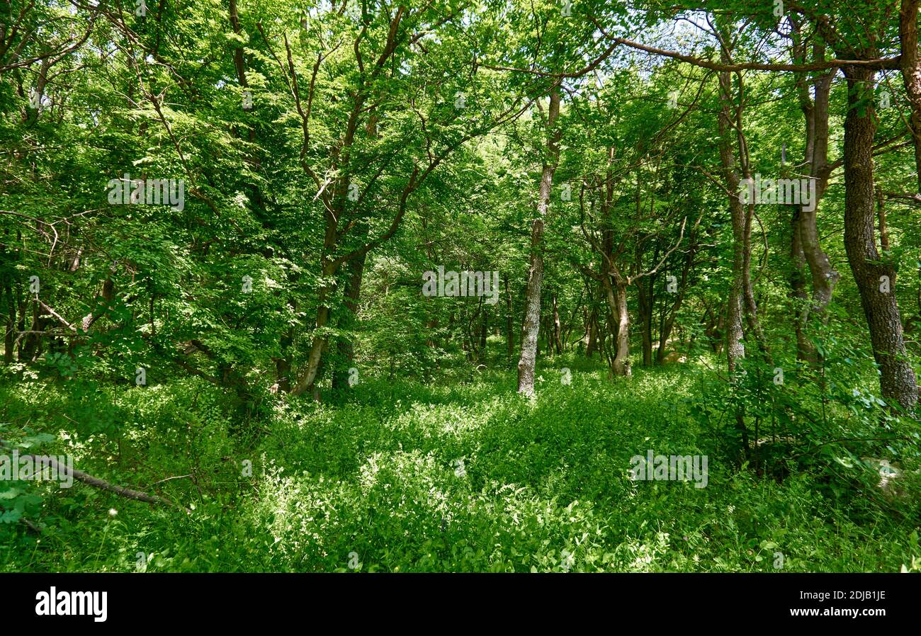 Aerial view beautiful woodland full hi-res stock photography and images ...