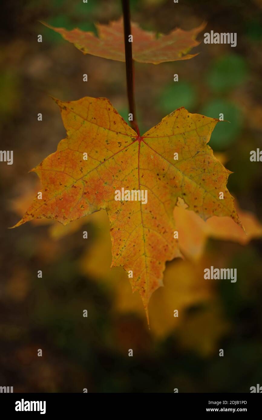 Old growth big leaf maple tree hi-res stock photography and images - Alamy