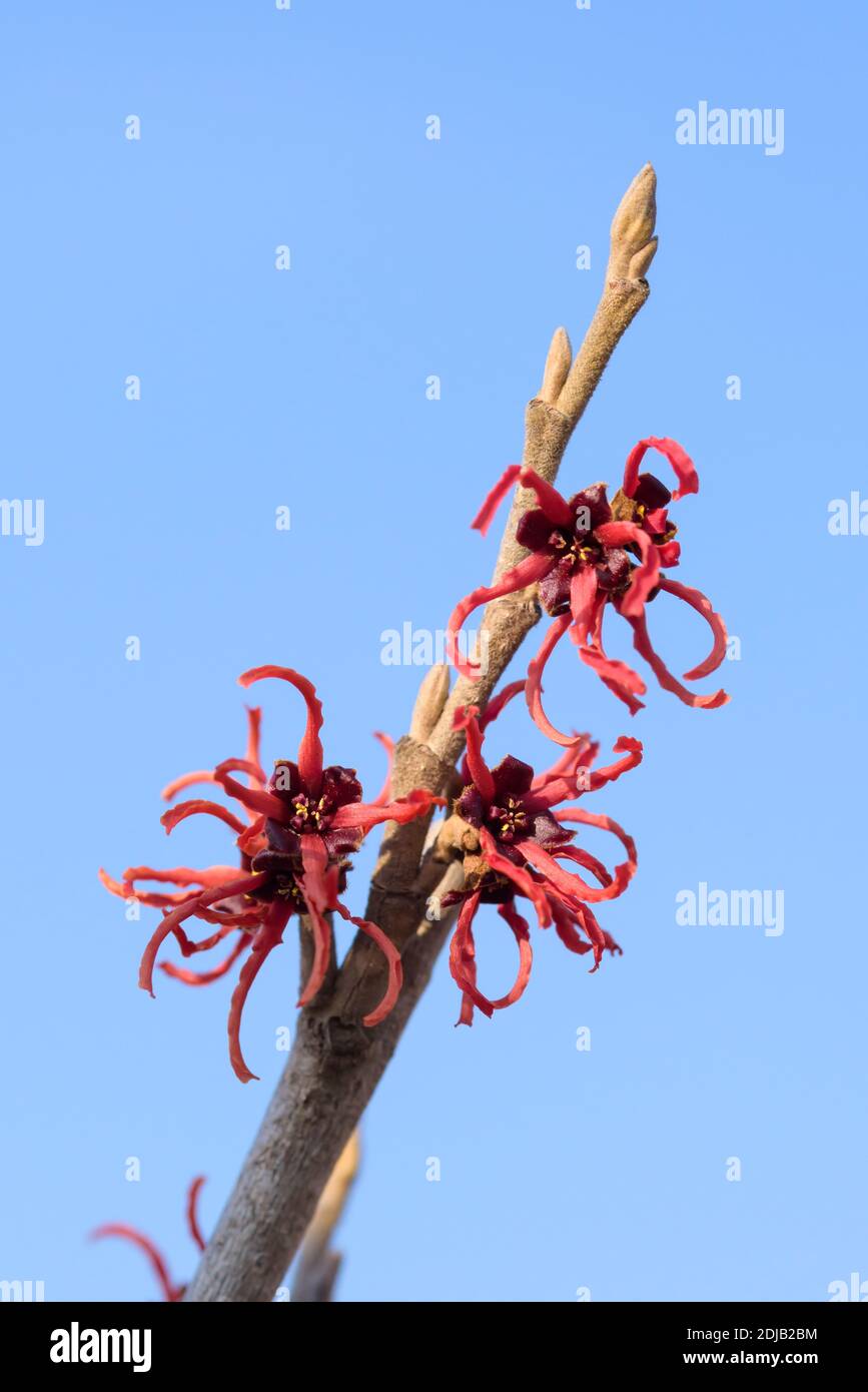 Hybrid-Zaubernuss (Hamamelis × intermedia 'Rubin' Stock Photo - Alamy