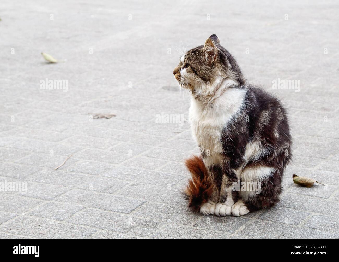 Nice single homeless cat hi-res stock photography and images - Alamy