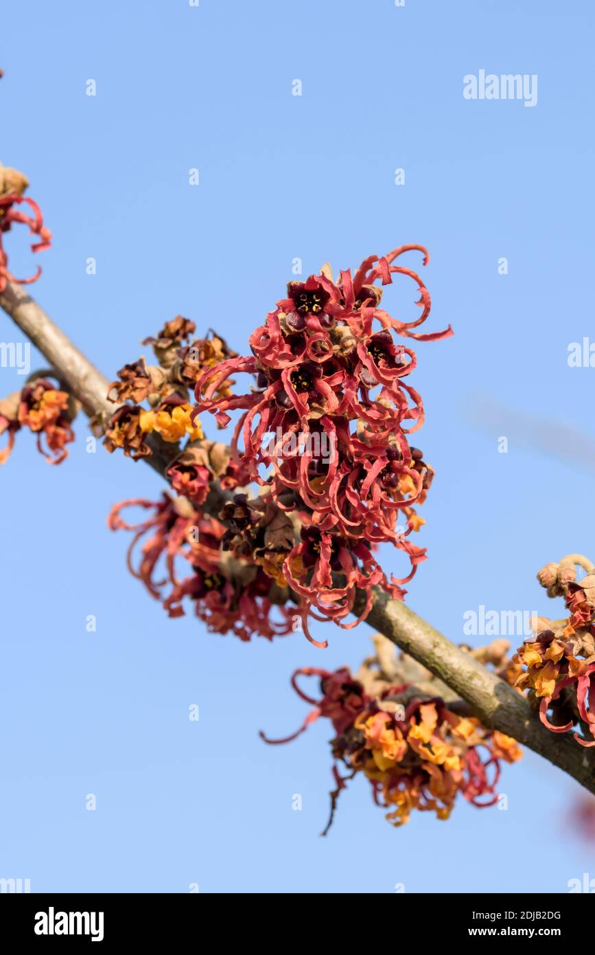 Hybrid-Zaubernuss (Hamamelis × intermedia 'Rubin' Stock Photo - Alamy