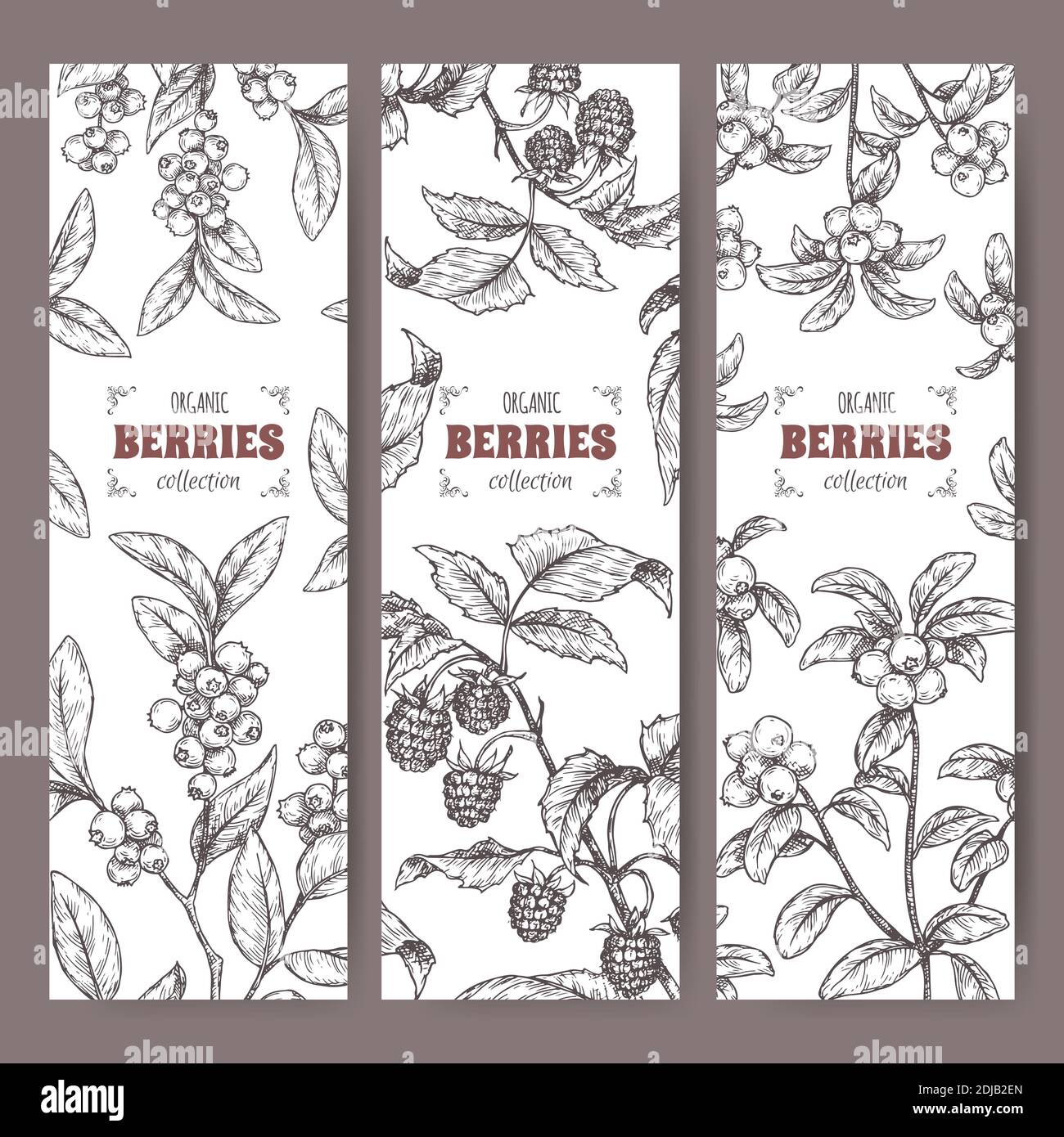 Rubus idaeus raspberry Stock Vector Images - Alamy