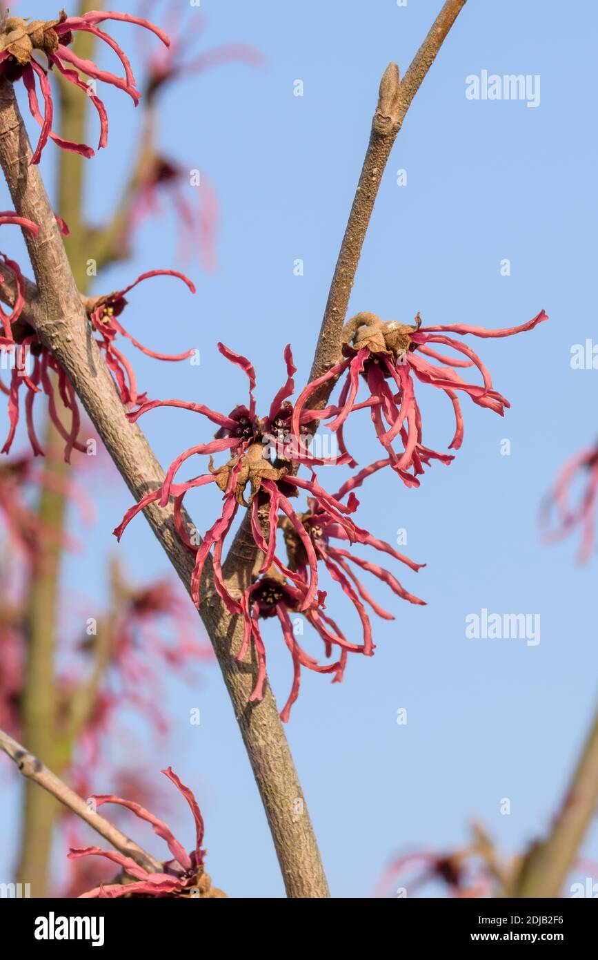 Hybrid-Zaubernuss (Hamamelis × intermedia 'Ruby Glow' Stock Photo - Alamy