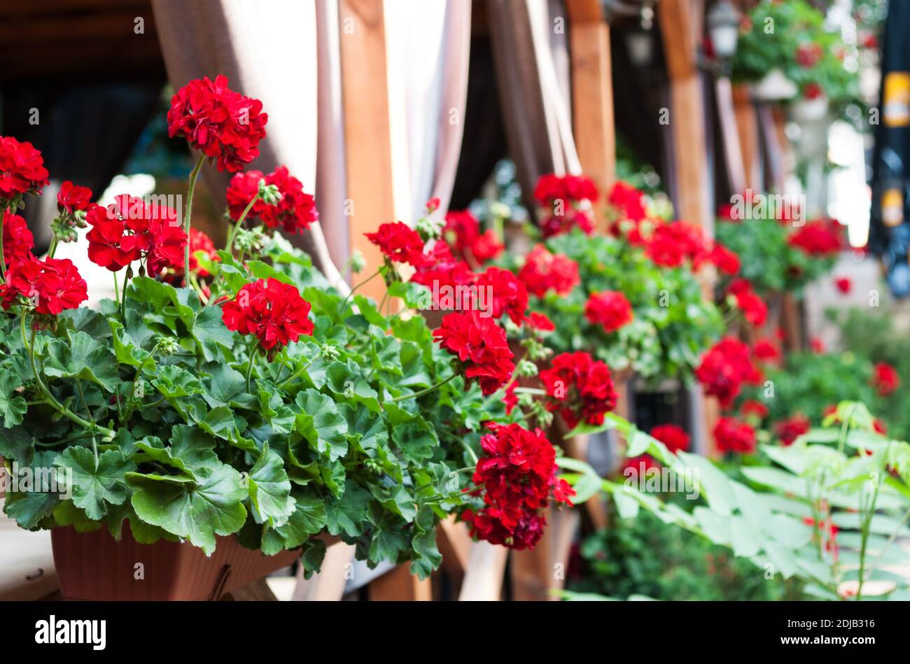 red flowers in pots on a terrace in a street cafe Stock Photo - Alamy