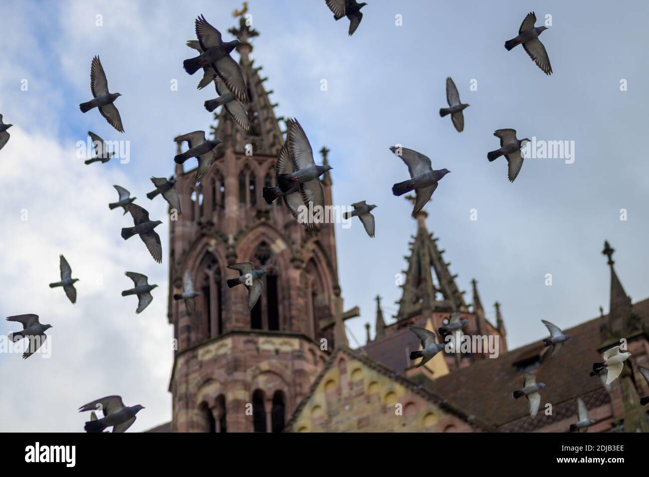 Flock of doves flying around a medieval church with Gothic spire ...