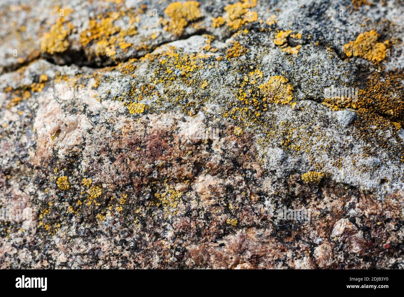 moss on an old stone in the forest, natural background Stock Photo - Alamy
