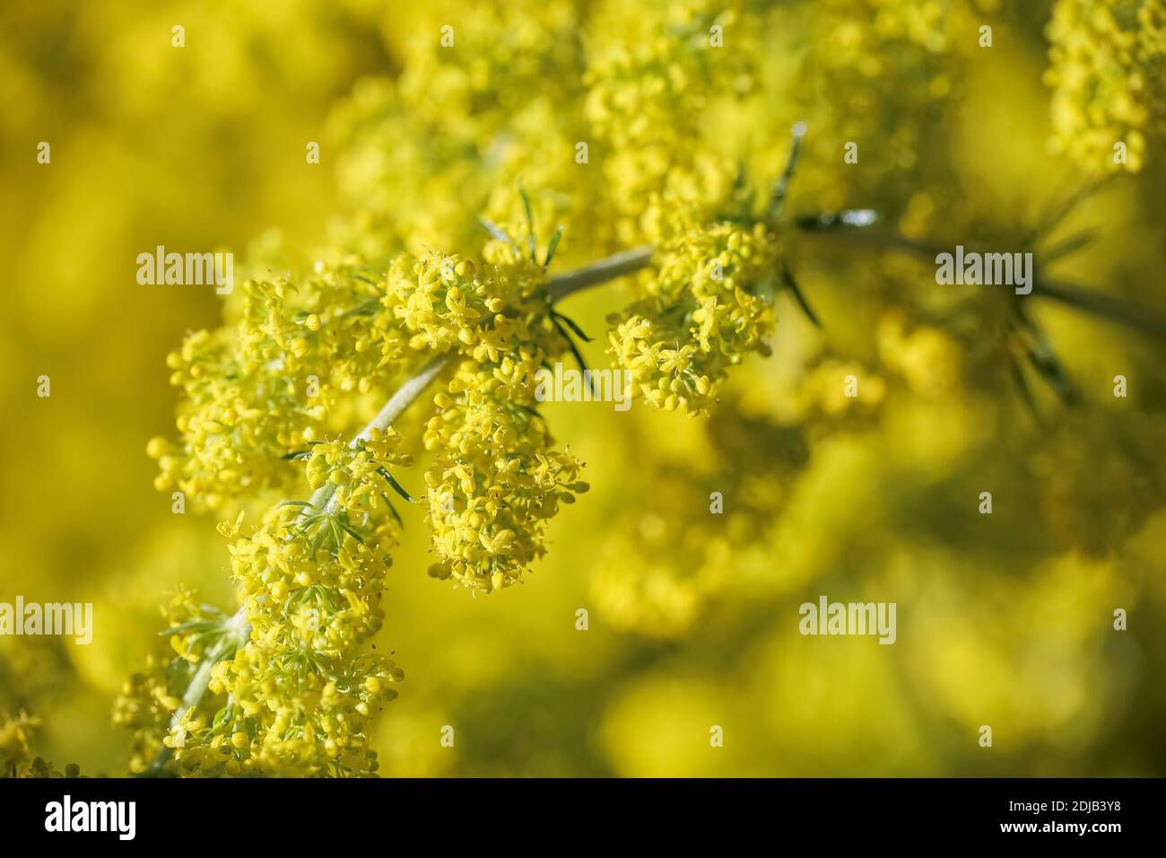 Blooming yellow plant Galium Verum, closeup, macro Stock Photo - Alamy