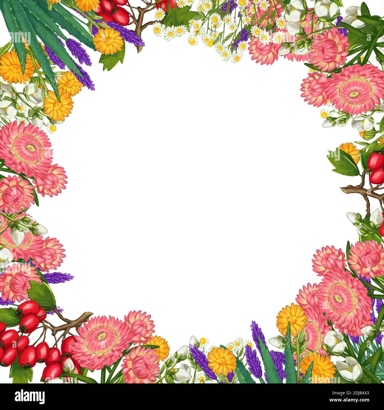 Hand drawn medicinal plant frame. Healing herbs border. isolated on ...